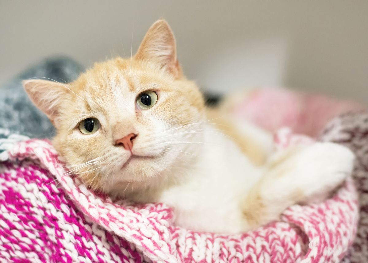 'Ginger Cat' Poster by Sarah Arthur | Displate