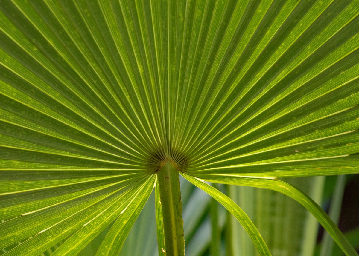 'Perfect Leaf' Poster, picture, metal print, paint by Create ...