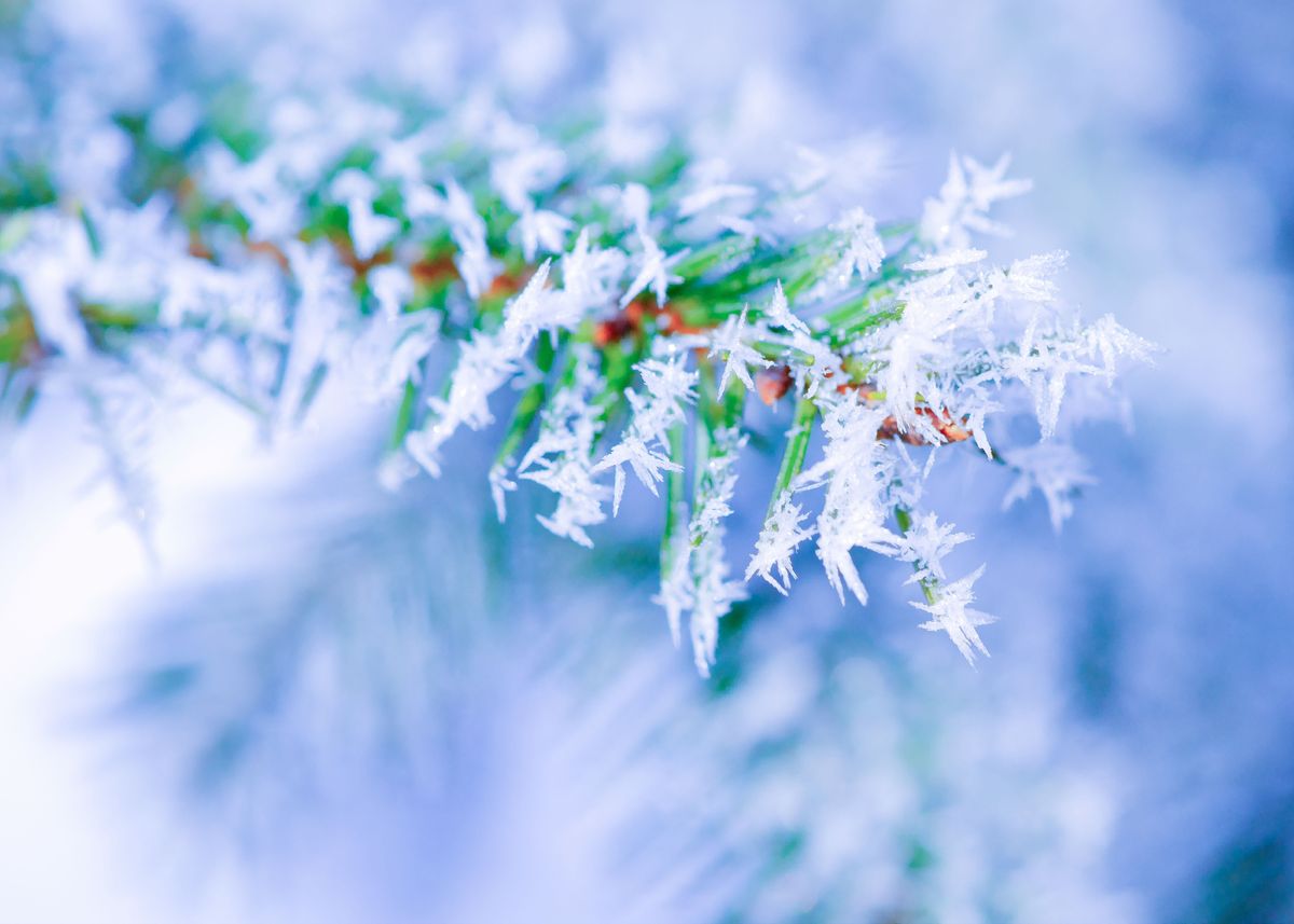 'Bitter Cold Winter Colors' Poster, picture, metal print, paint by Art ...