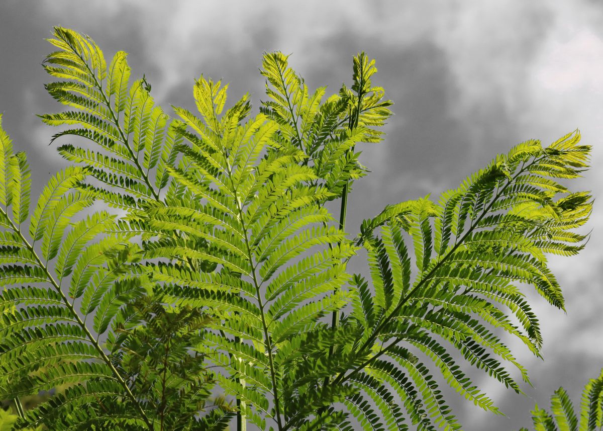 'Green Farn 3896 CK' Poster, picture, metal print, paint by Barbara ...