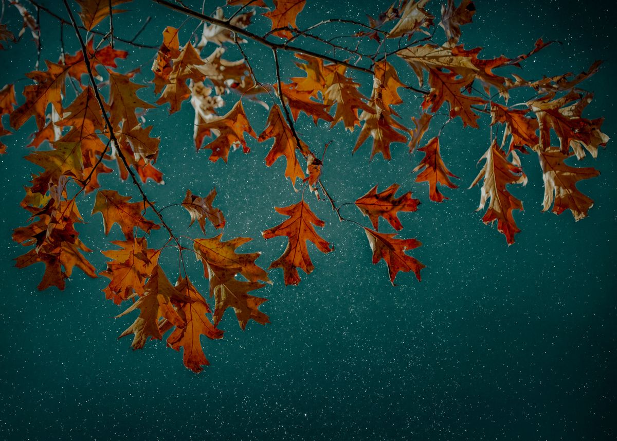 'Rust Oak Leaves on Teal' Poster, picture, metal print, paint by Brooke ...