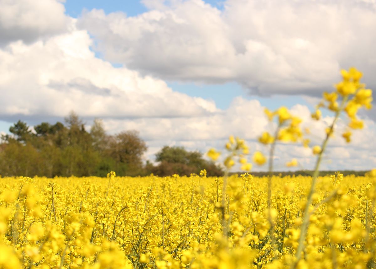 'Rapeseed' Poster, picture, metal print, paint by Liv Winsløw | Displate
