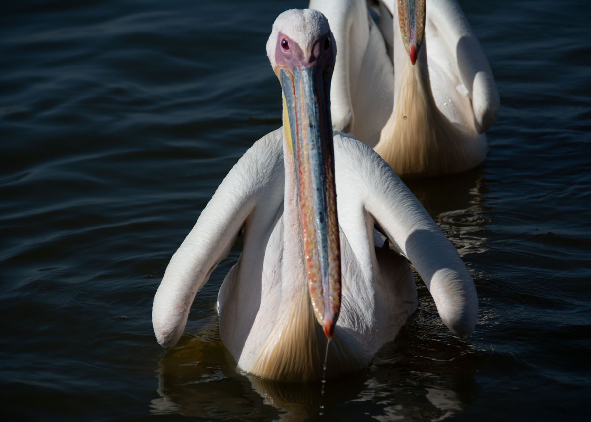 'birds peak' Poster, picture, metal print, paint by alex neumayer ...