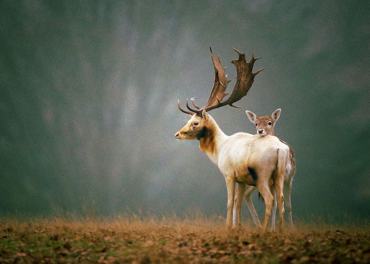 'Deer' Poster by Ichiro Ninja | Displate