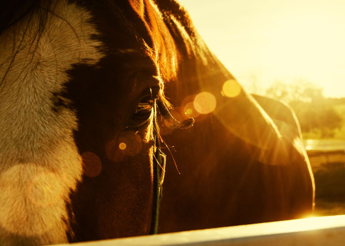 'Evening Flare Horse' Poster by PIPA Photography and Designs | Displate
