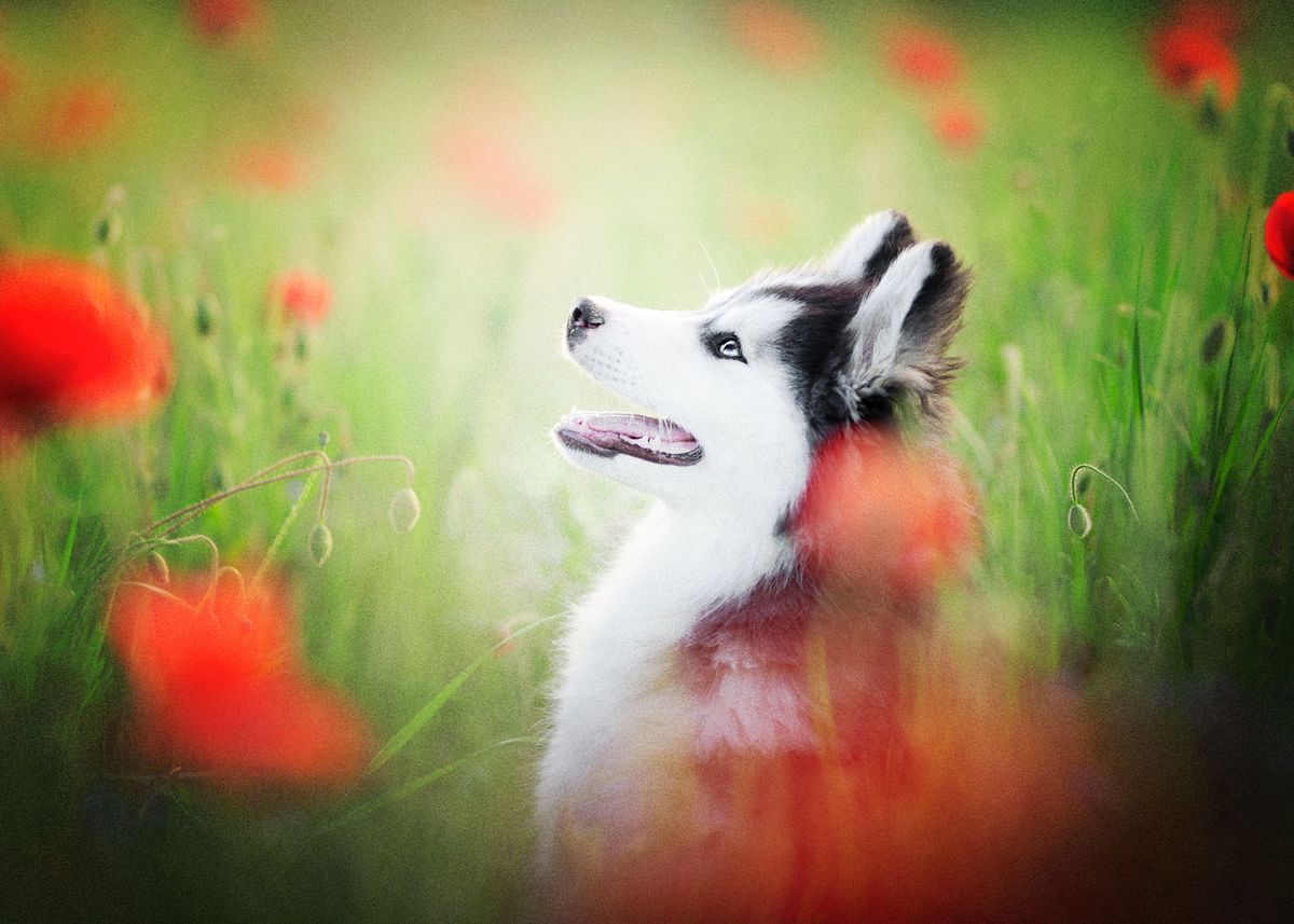 ' Husky Dogs Dog Pet Poppy ' Poster by Ichiro Ninja | Displate