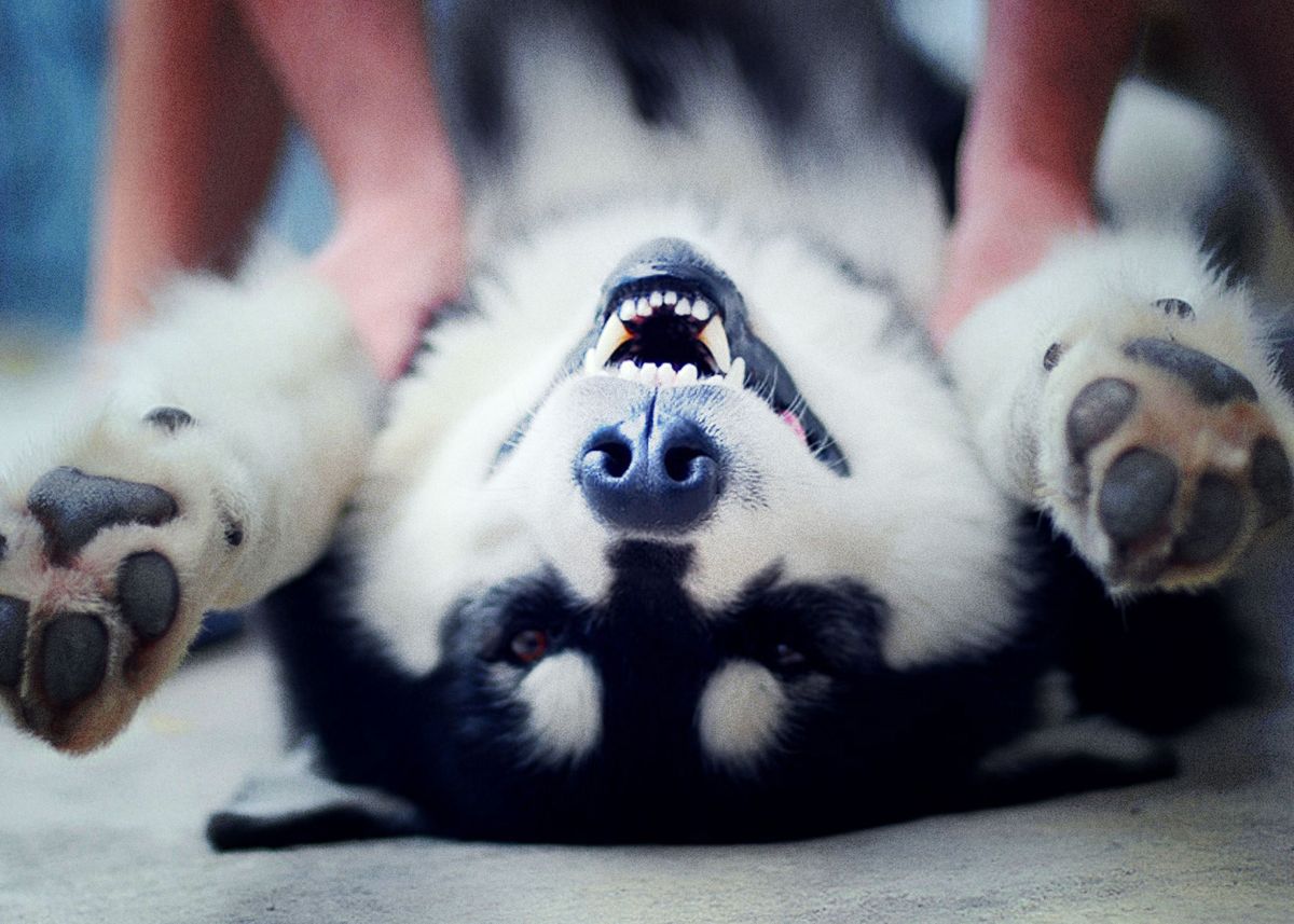 ' Husky Dogs ' Poster, picture, metal print, paint by Ichiro Ninja ...