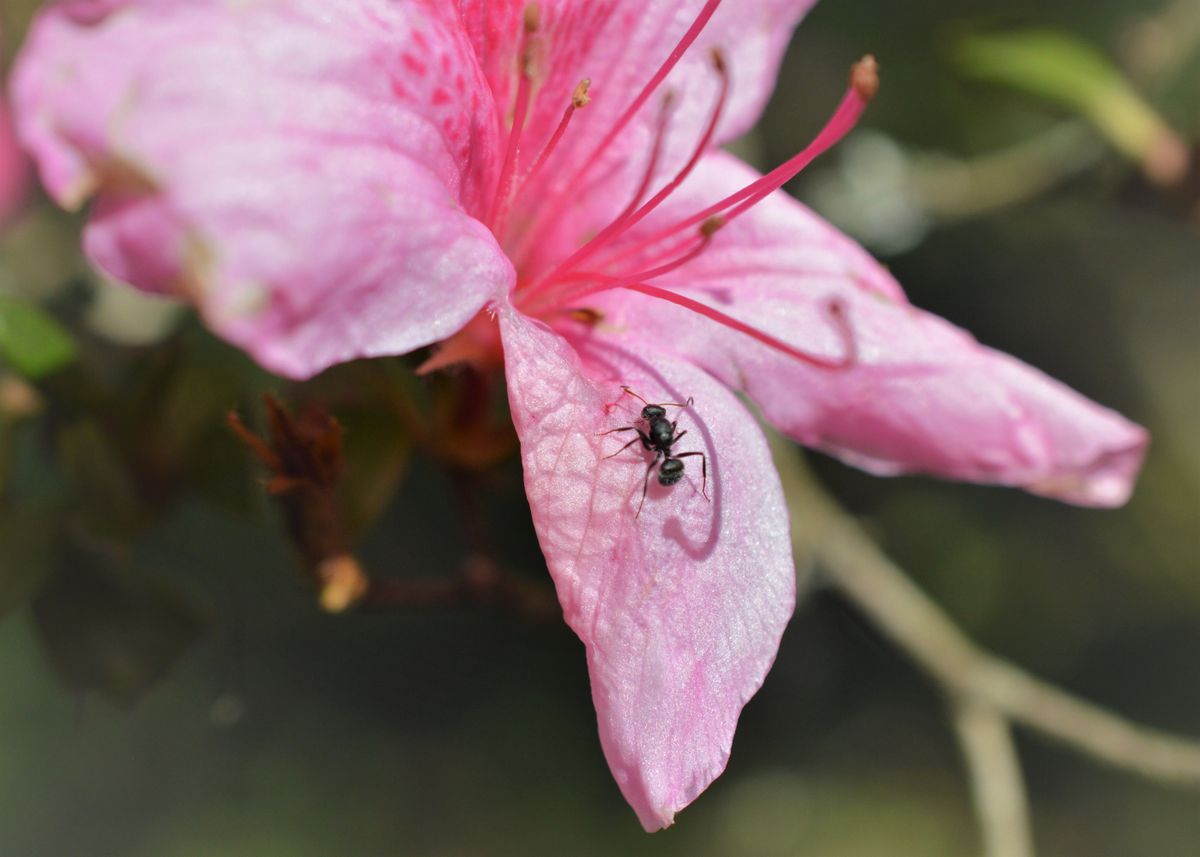 'Ant in Pink' Poster by Daniella Paudash | Displate