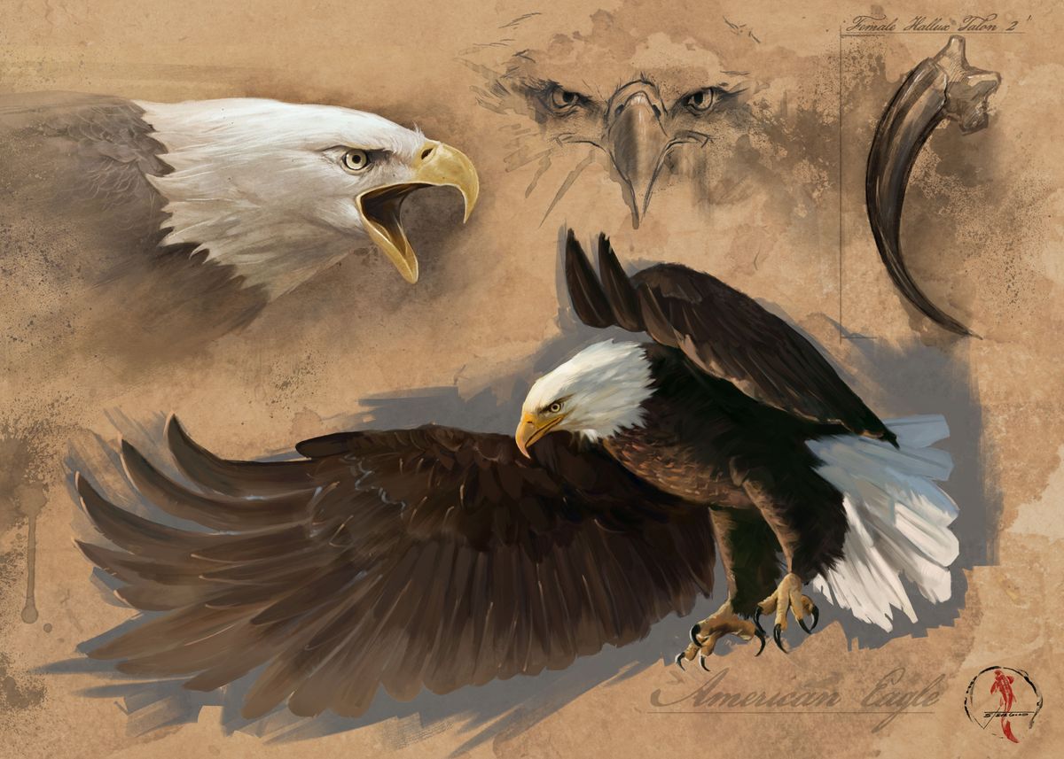'Bald Eagle Study' Poster, picture, metal print, paint by Steve Goad ...