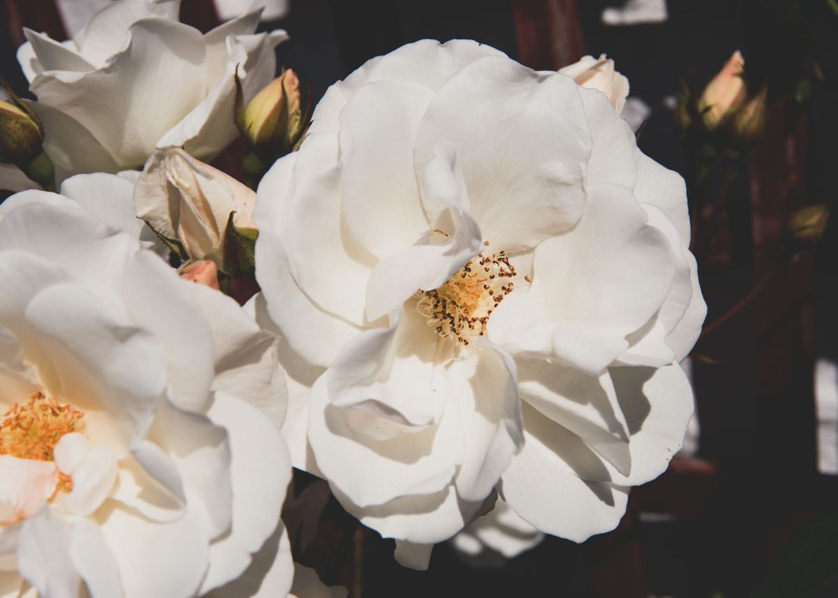 'White rose' Poster, picture, metal print, paint by RowanArt Creation ...