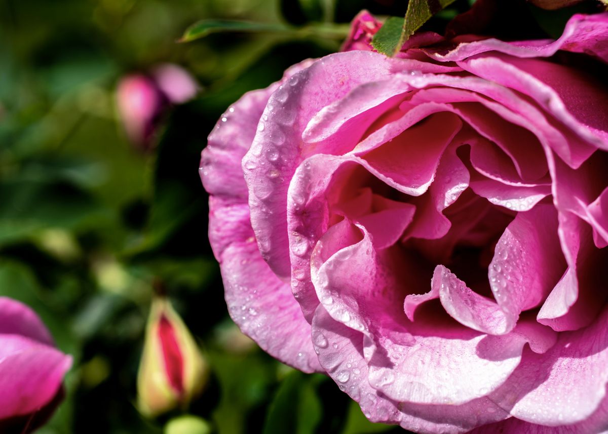 'Pink rose' Poster by RowanArt Creation | Displate