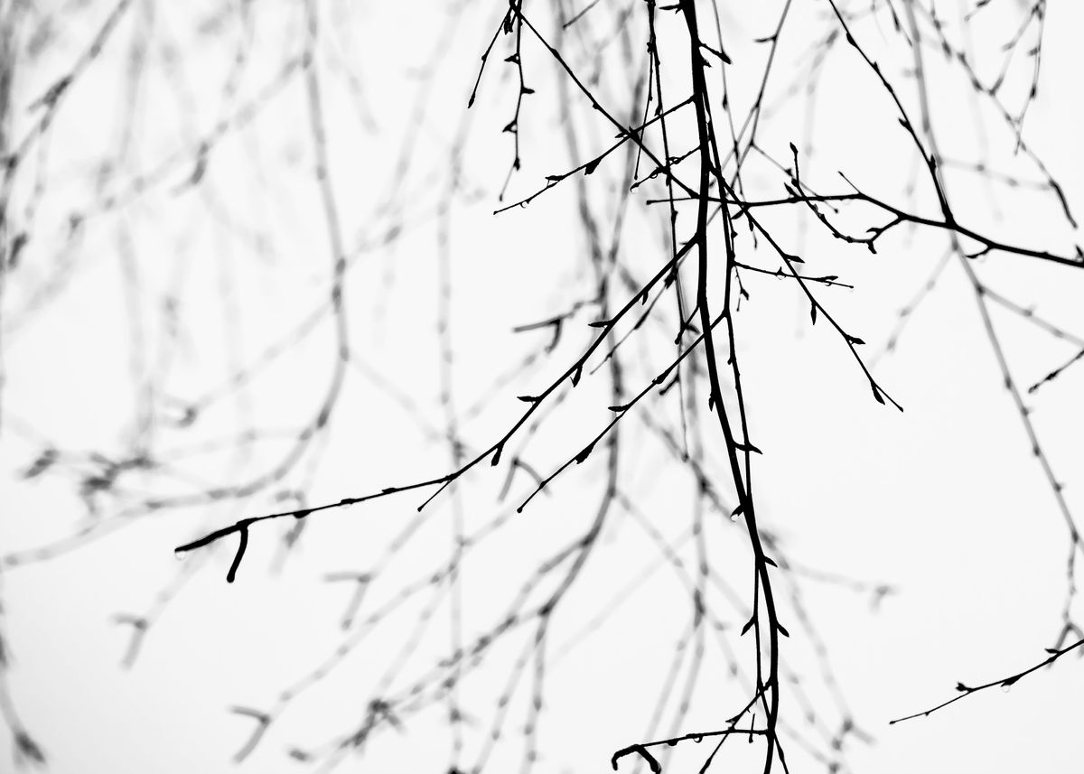 'Mix Of Birch Tree Shoots' Poster by Art Ofphotos | Displate