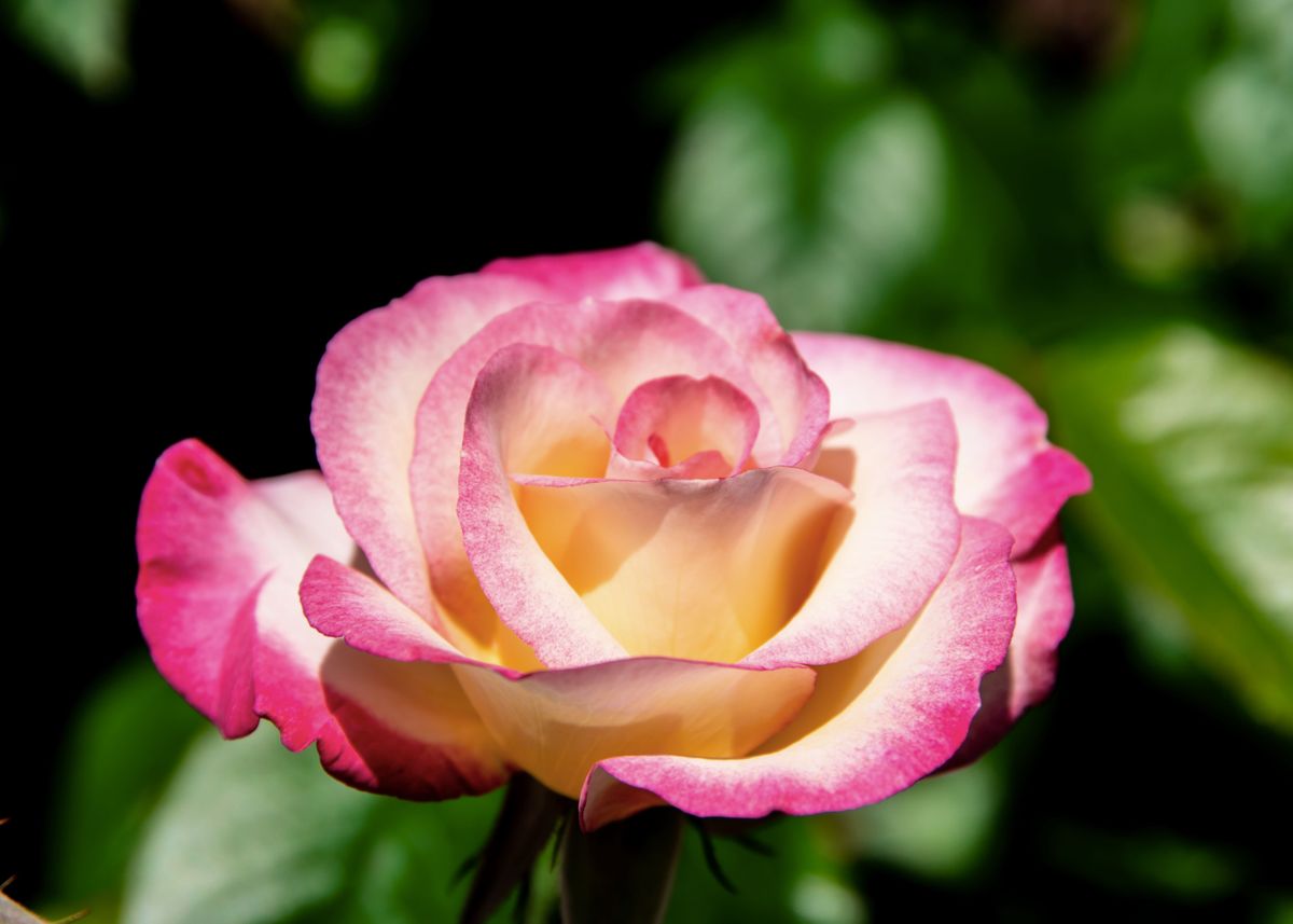 'Pink rose in shadow' Poster, picture, metal print, paint by RowanArt ...