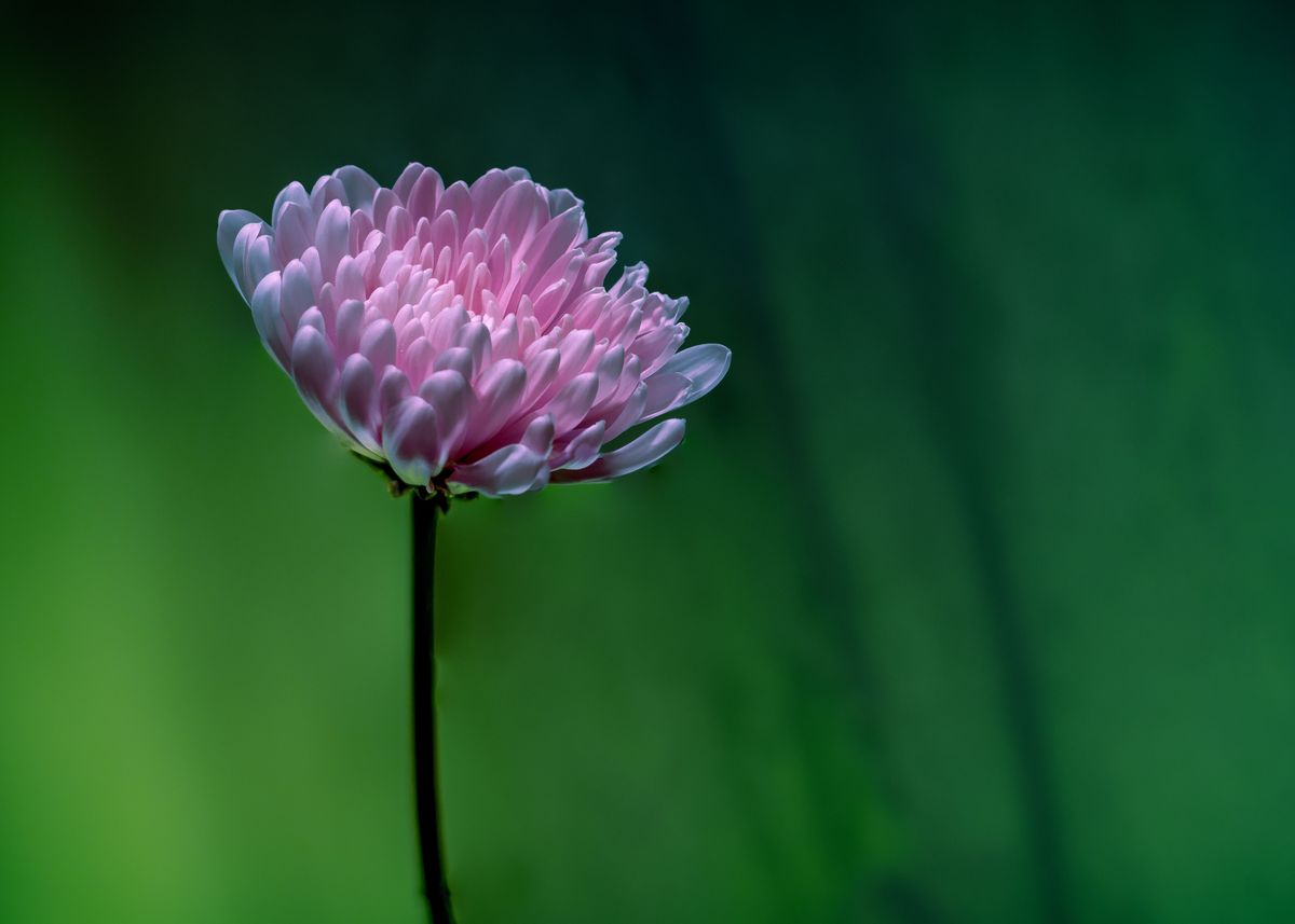 'Delegate Flower' Poster, picture, metal print, paint by John Crisp ...
