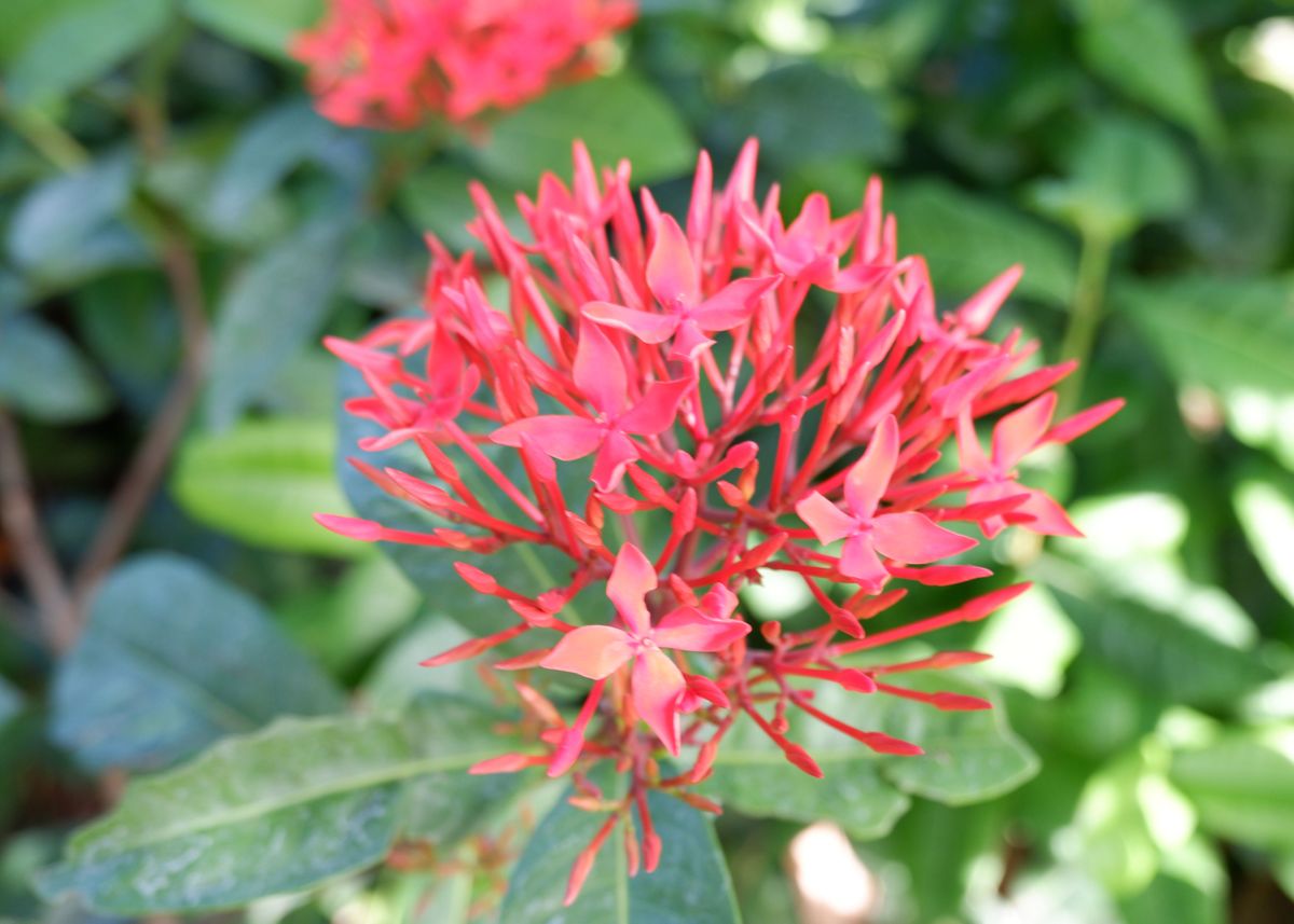 'Beautiful Red Flower' Poster, picture, metal print, paint by Yame ...