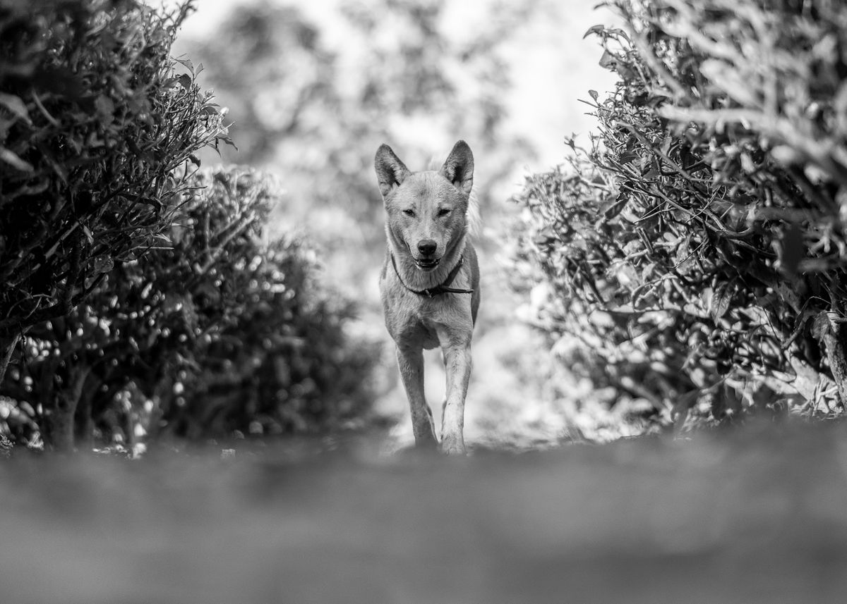 'Sniffer' Poster, picture, metal print, paint by Soumadeep Das | Displate