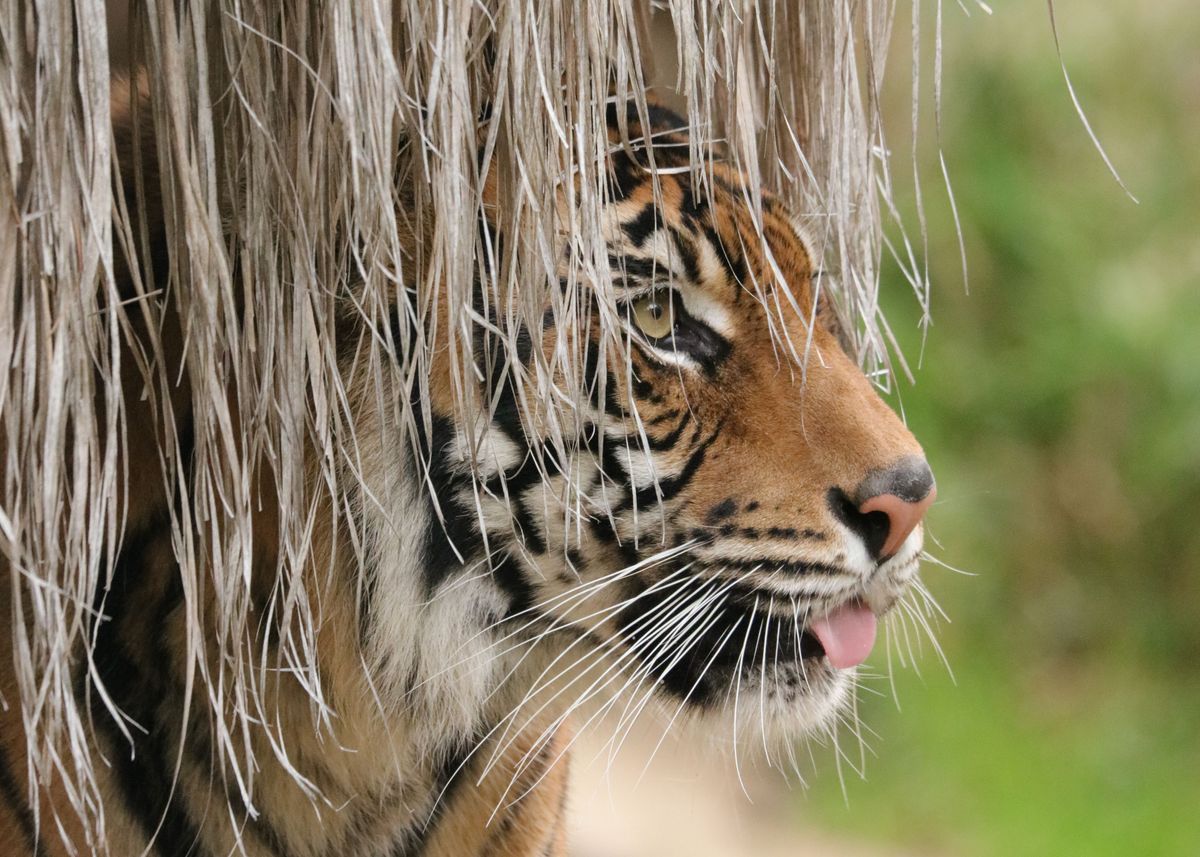 'Hidden Tiger' Poster, picture, metal print, paint by Melanie Kowasic ...