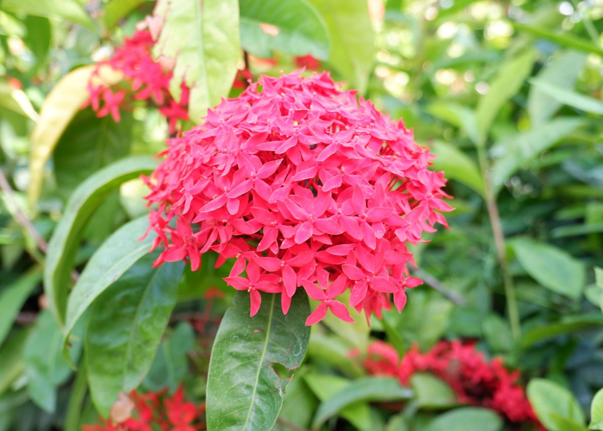 'Beautiful Red Flower' Poster, picture, metal print, paint by Yame ...