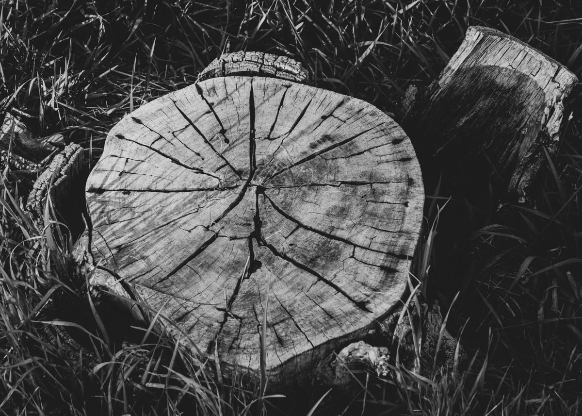 'Once upon a tree' Poster by Pier76 | Displate