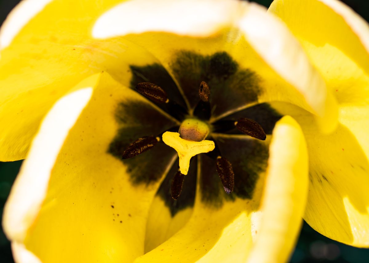 'Glorious tulips in Spring' Poster, picture, metal print, paint by ...