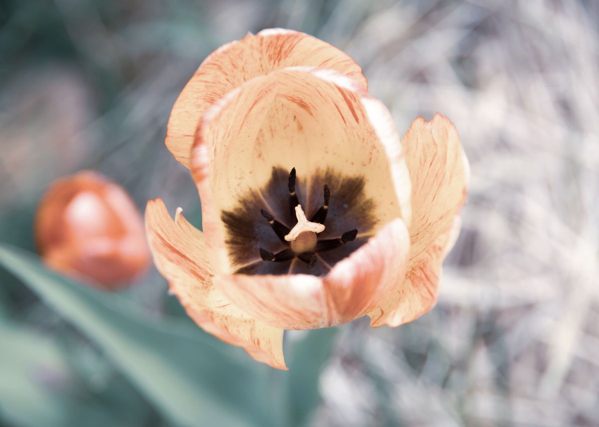 'Glorious tulips in Spring' Poster, picture, metal print, paint by ...