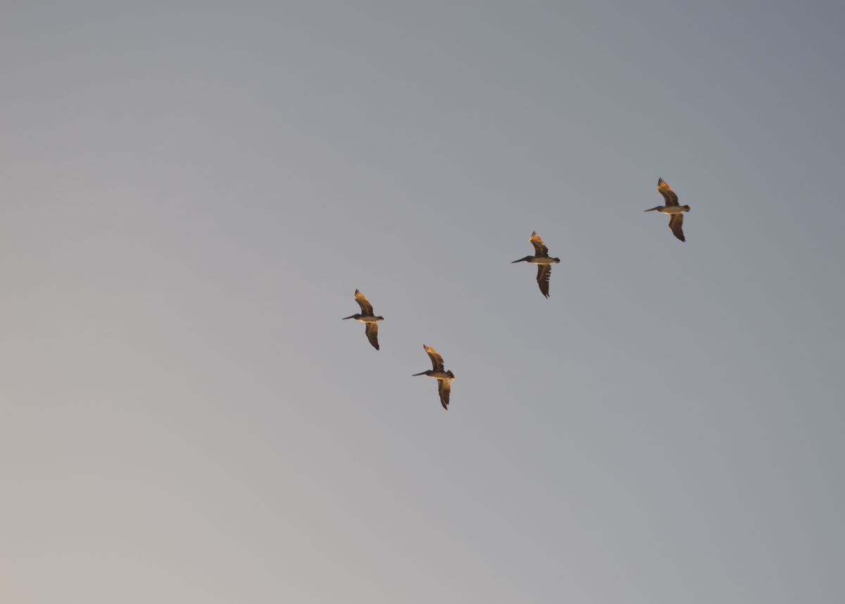 'Flying high' Poster, picture, metal print, paint by Ms Sketchy | Displate