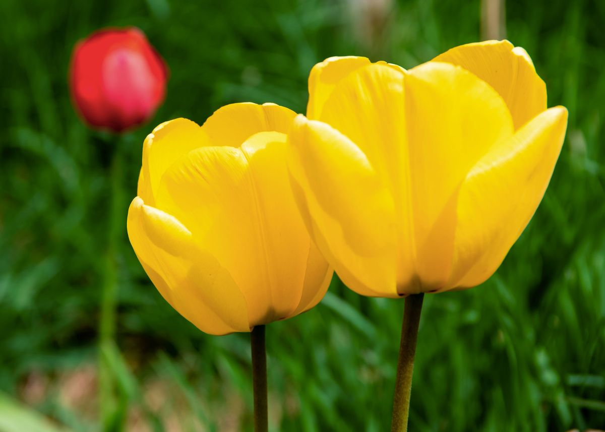 'Glorious tulips in Spring' Poster, picture, metal print, paint by ...