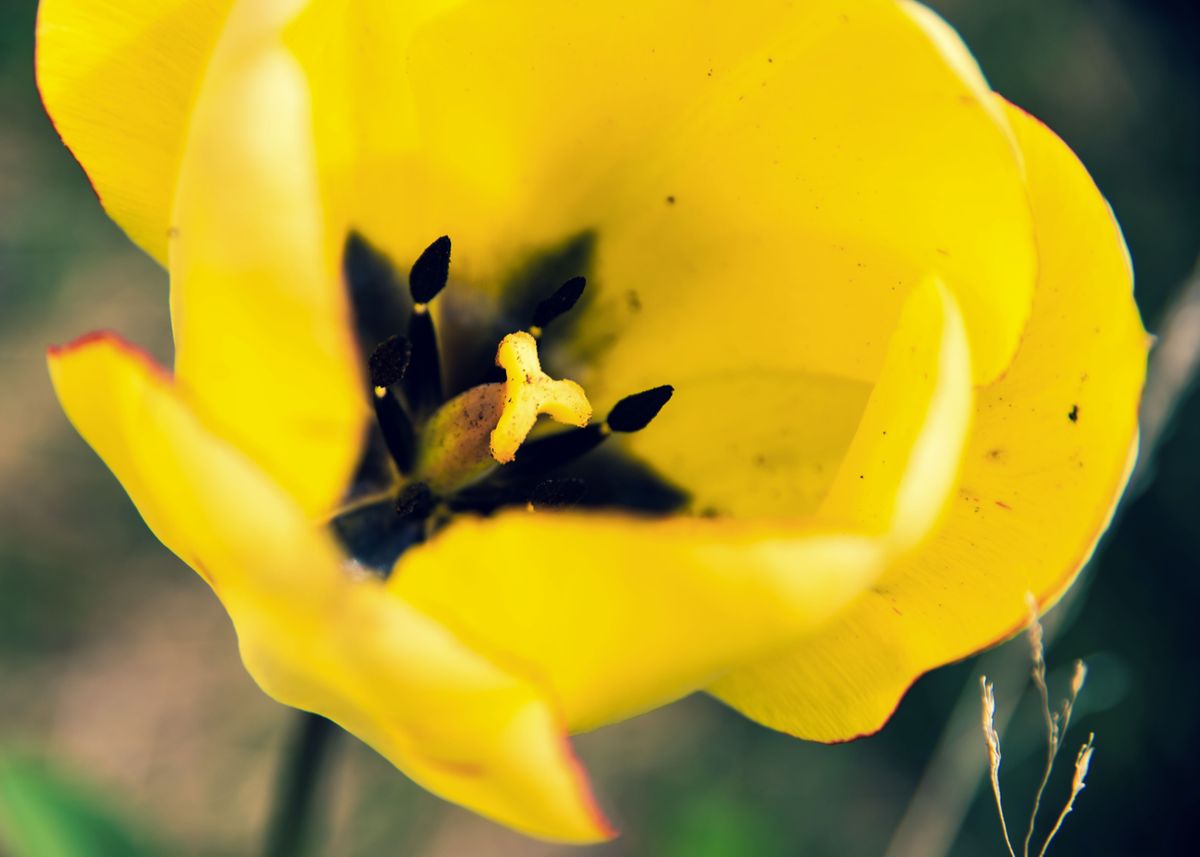 'Glorious tulips in Spring' Poster, picture, metal print, paint by ...