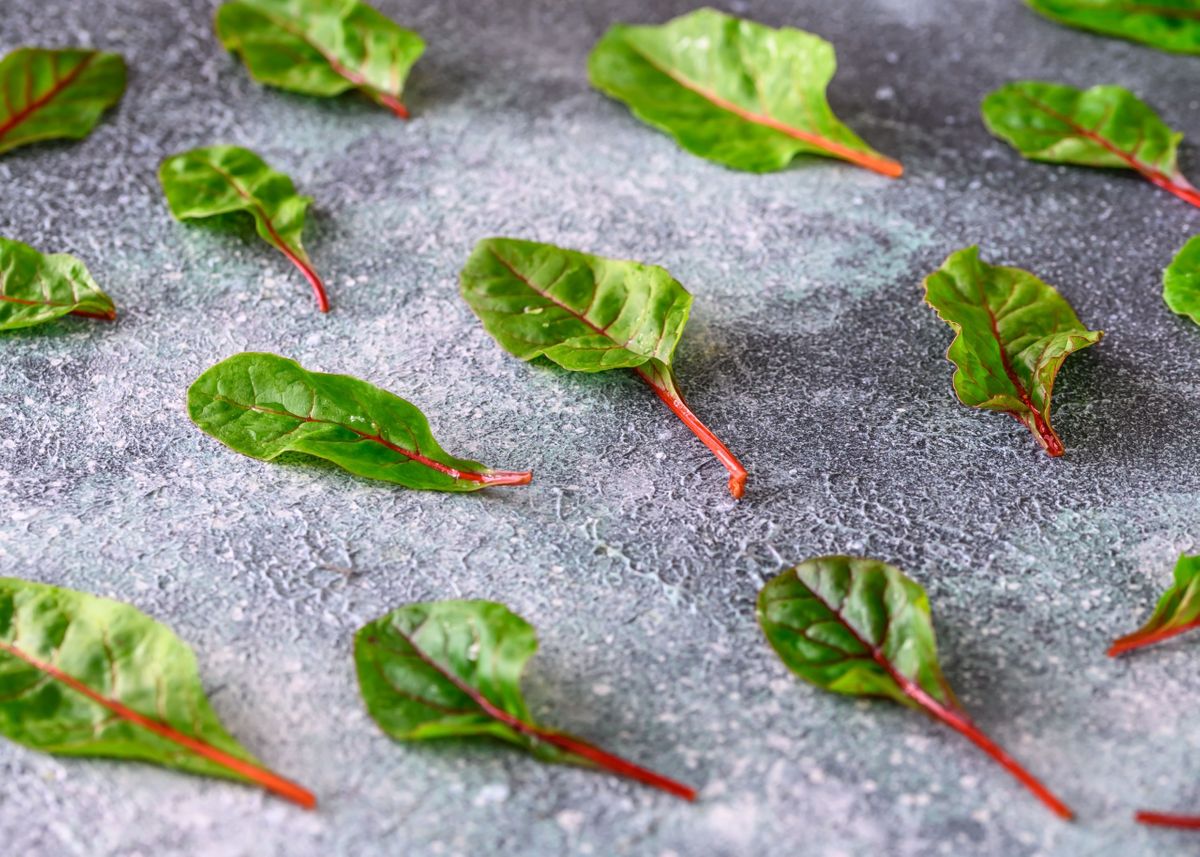 'Red chard' Poster, picture, metal print, paint by Oleksandr Prokopenko | Displate