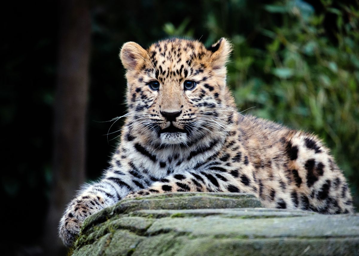 'Leopard cub' Poster, picture, metal print, paint by Phil Watson | Displate