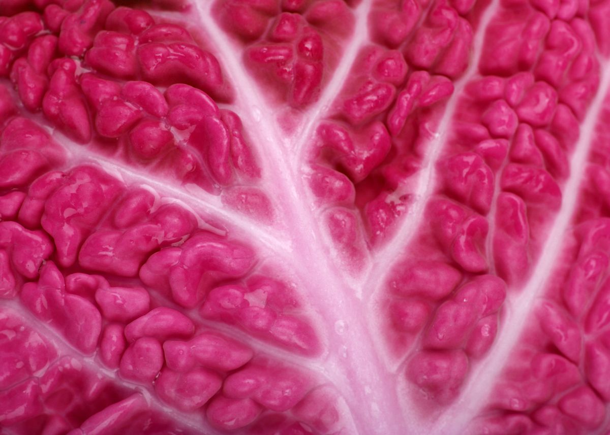 'Cabbage Pink' Poster, picture, metal print, paint by Cassandra maerz ...