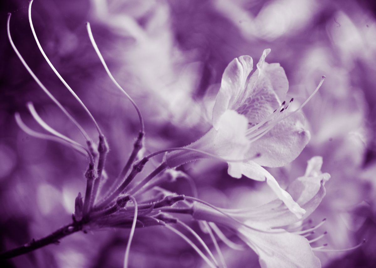 'Duotone flower ' Poster, picture, metal print, paint by FokkeJurrien ...