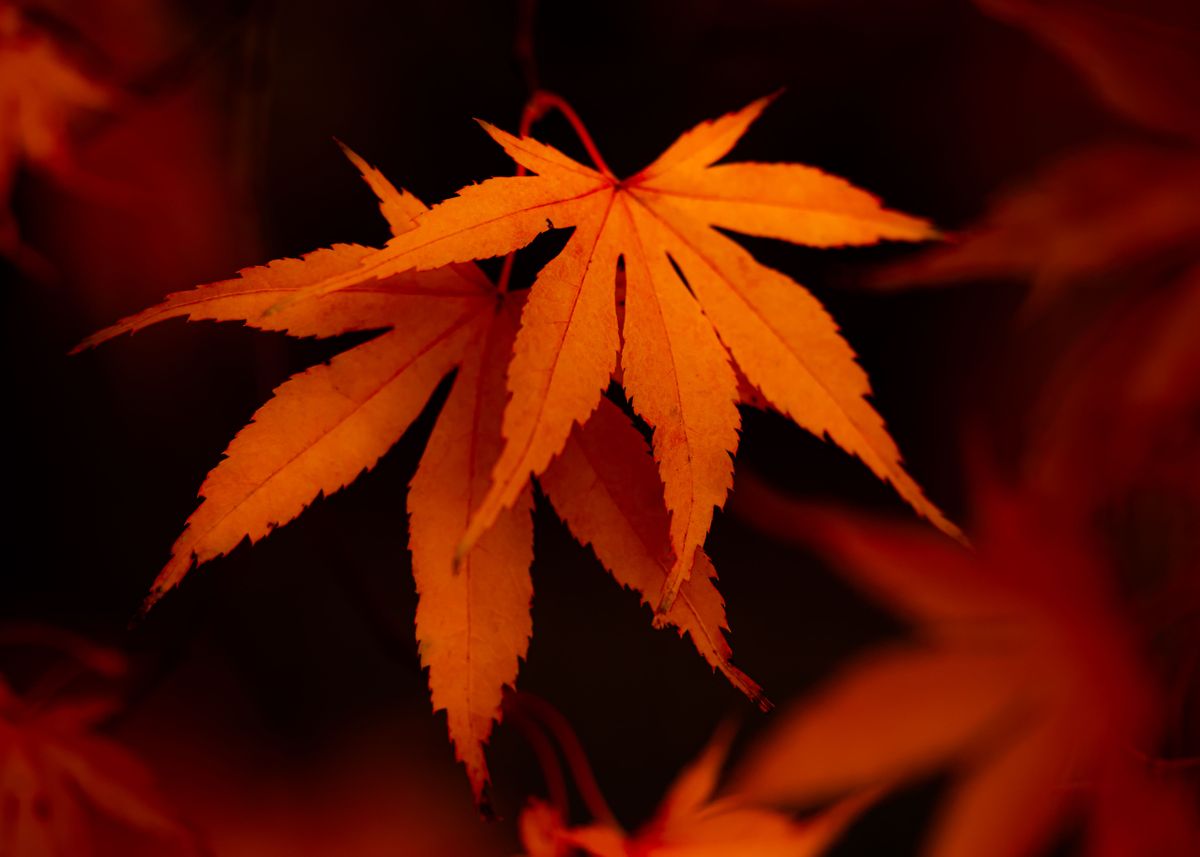 'Setting leaves' Poster by Wiktor Borozdin | Displate