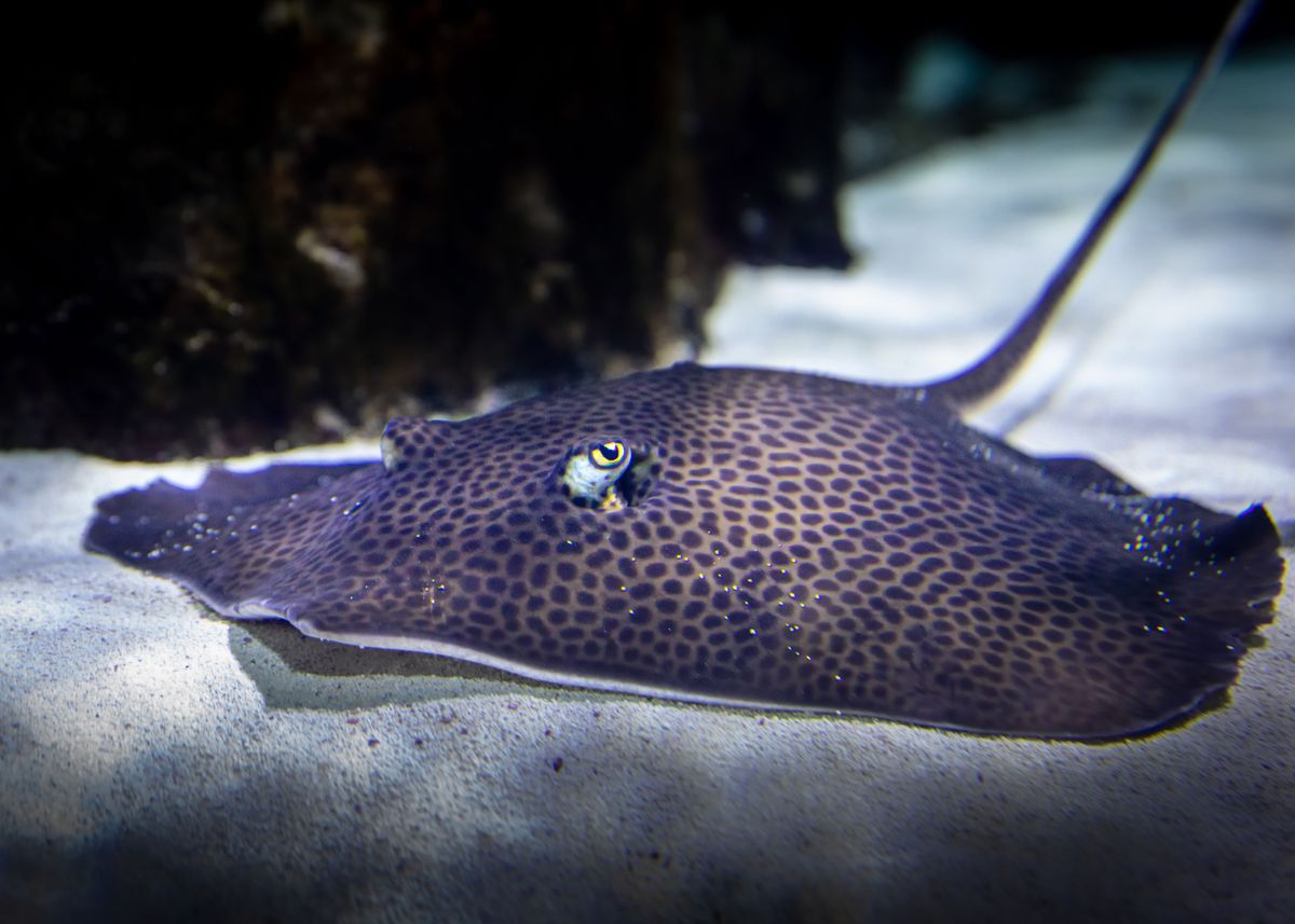 'ray' Poster, picture, metal print, paint by Olek | Displate