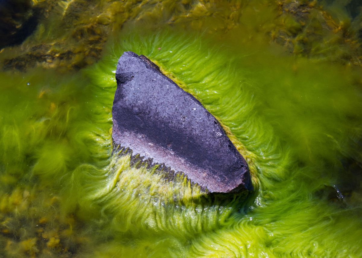 'Green algae' Poster, picture, metal print, paint by Giuseppe Cammino ...