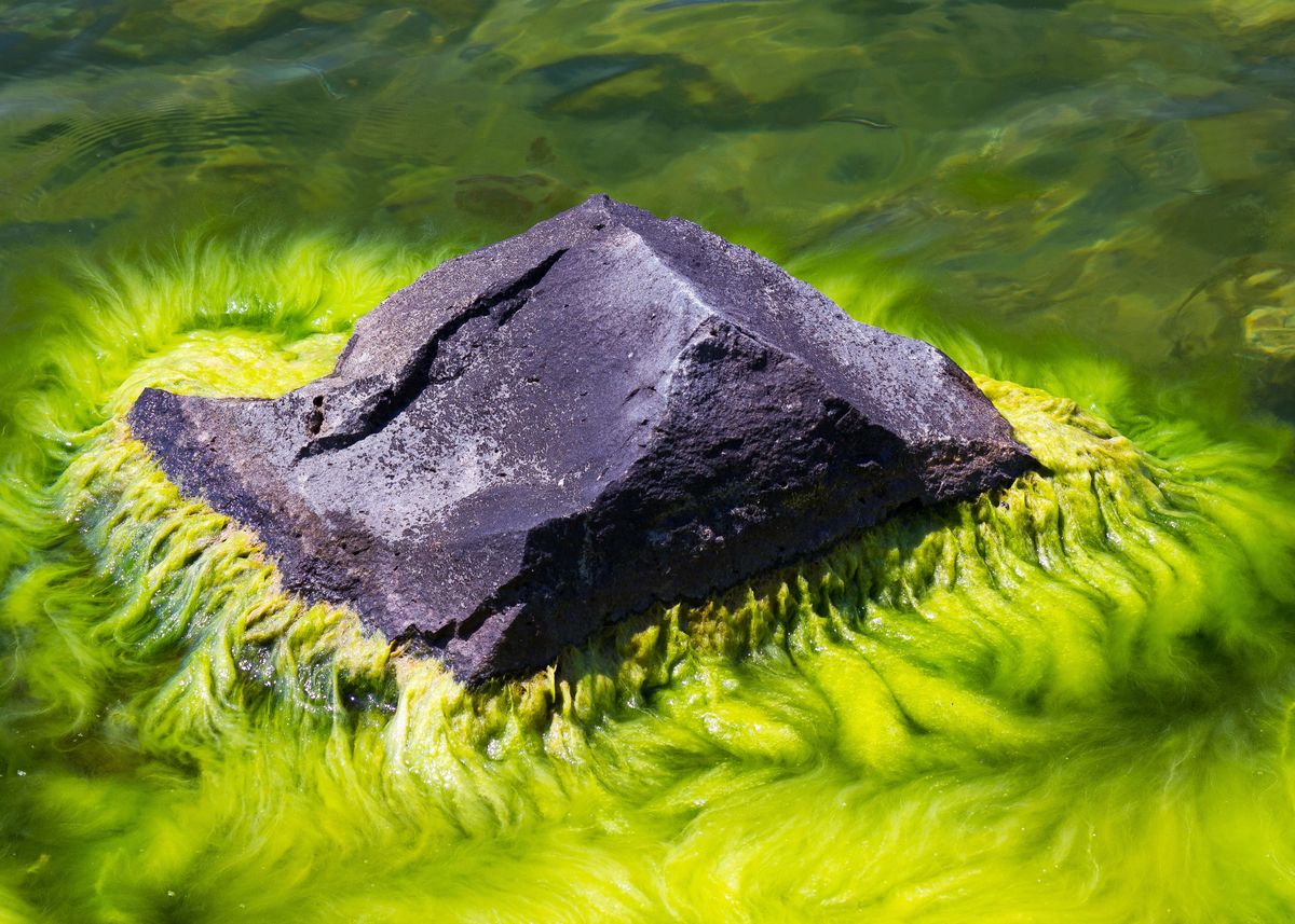 'Green algae' Poster, picture, metal print, paint by Giuseppe Cammino ...