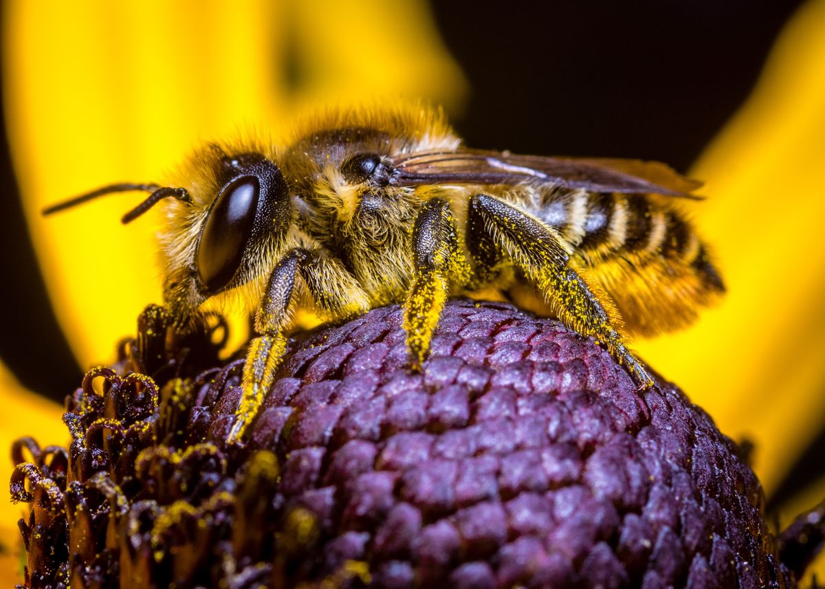 'Honey Bee and Pollen' Poster, picture, metal print, paint by Colin ...
