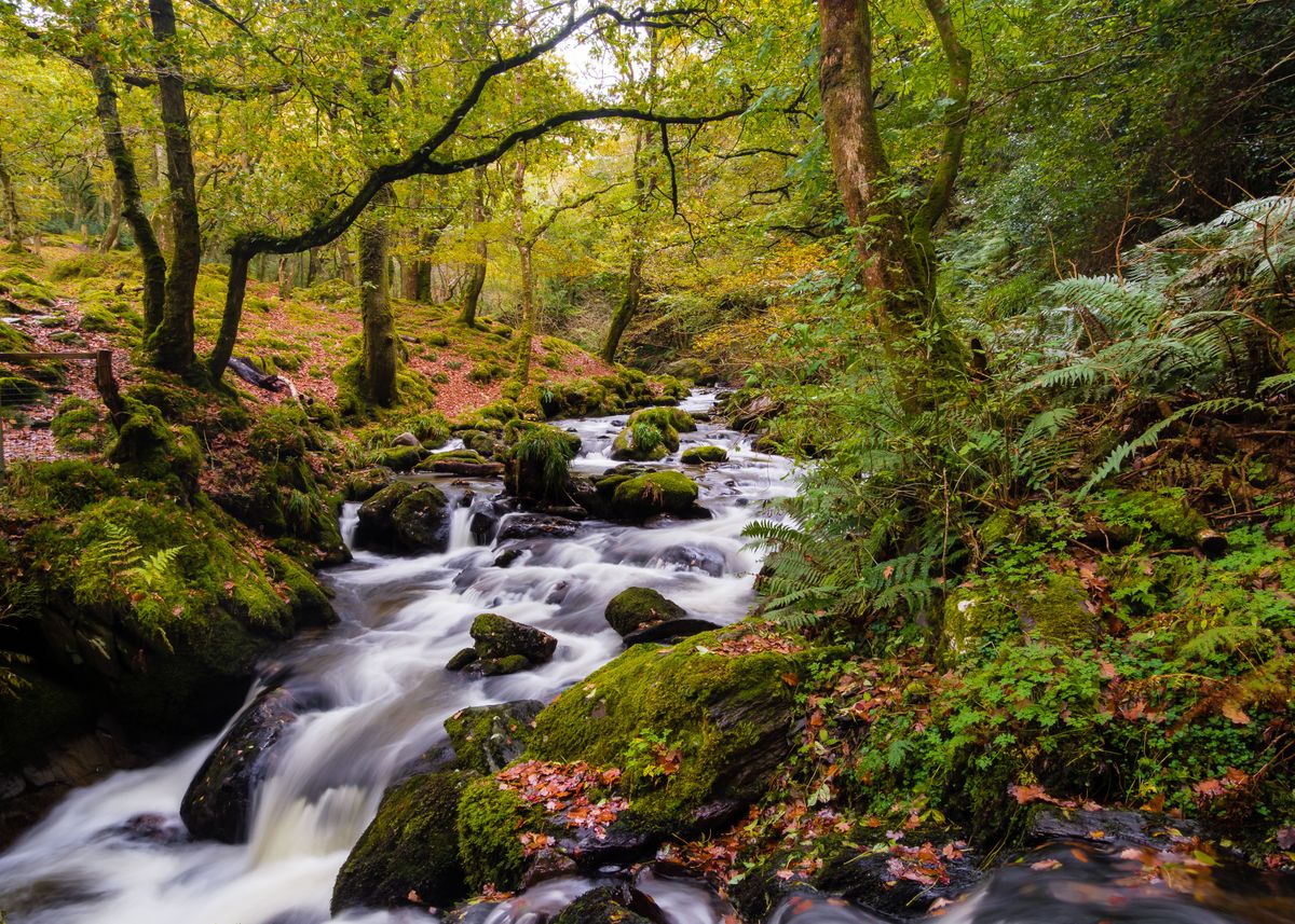 'Autumn at Dolgoch Falls ' Poster, picture, metal print, paint by Colin ...