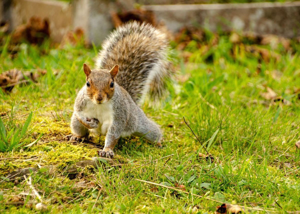 'Very Cute Praying Squirrel' Poster by Tadas Lisauskas | Displate