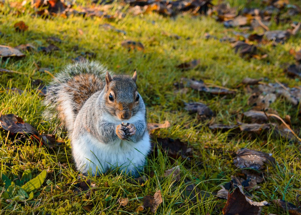 'Cute Praying Squirrel' Poster, picture, metal print, paint by Tadas ...