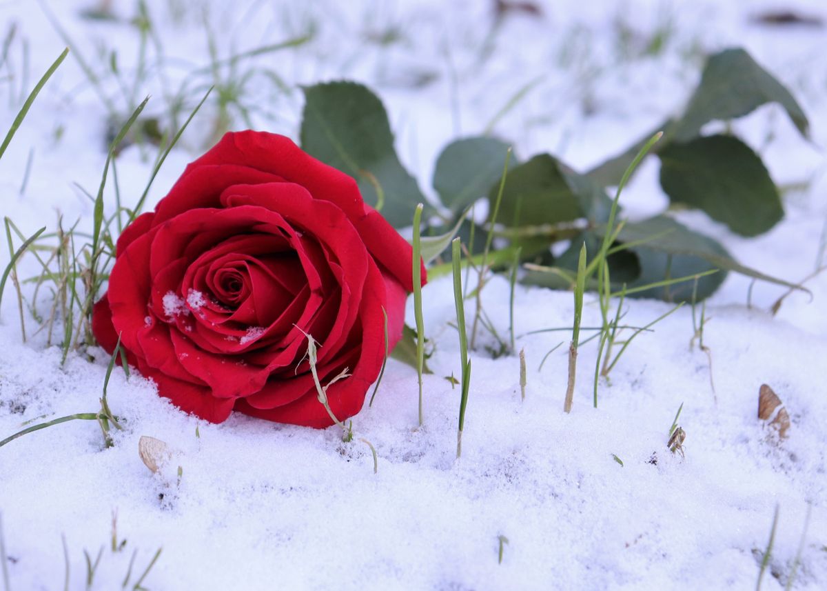 'Single Red Rose In Snow' Poster by Art Shack | Displate