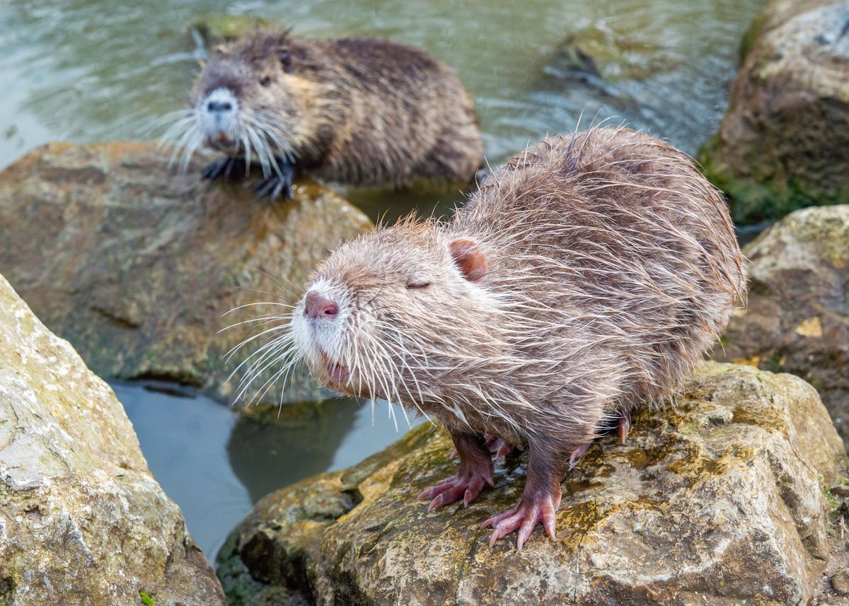 'Nutria' Poster, picture, metal print, paint by Nicolas Pardoel | Displate