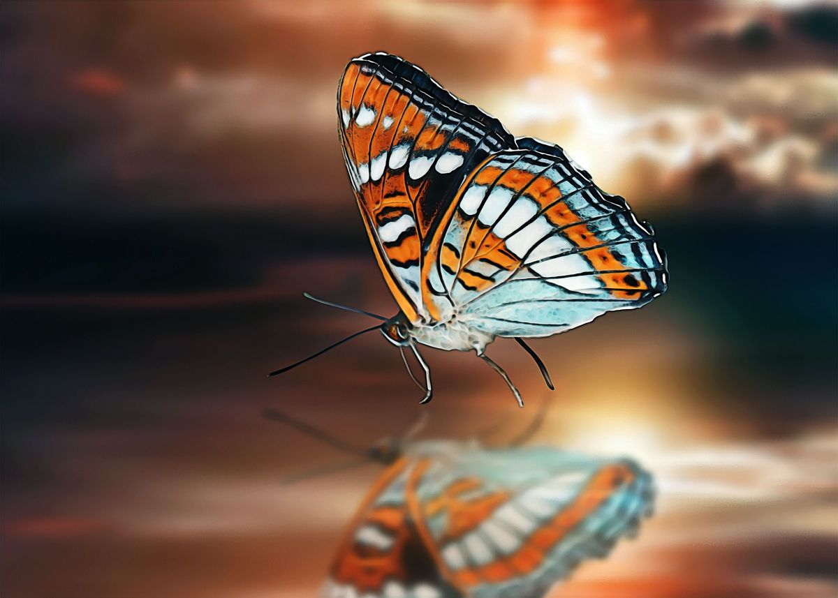 'Red butterfly reflection' Poster, picture, metal print, paint by Donma ...