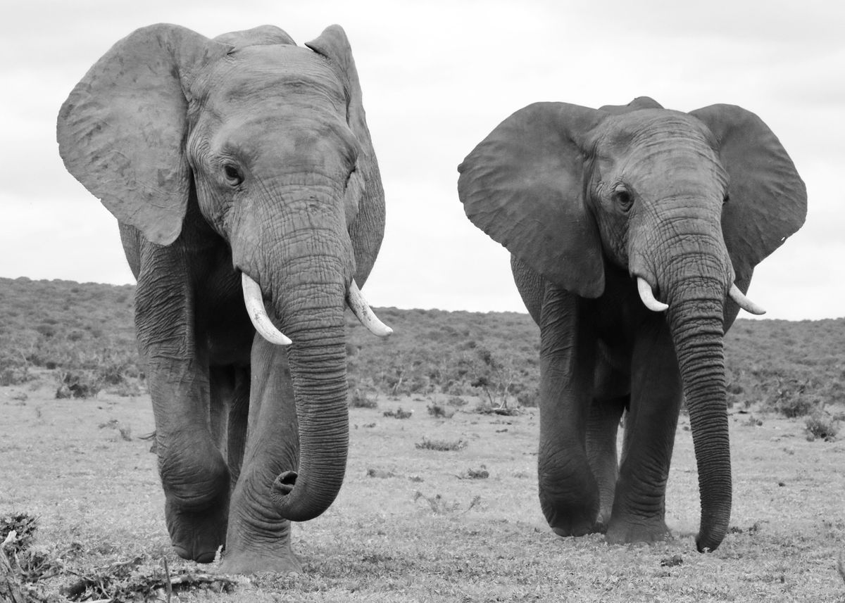 'Two Elephants 43' Poster, picture, metal print, paint by Barbara ...