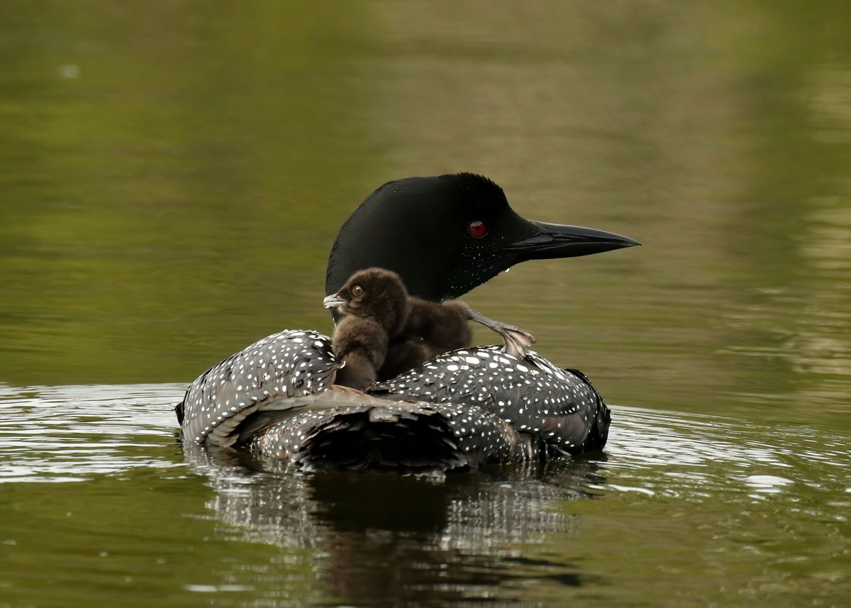 'Loon Family' Poster, picture, metal print, paint by Thee Owl Queen ...