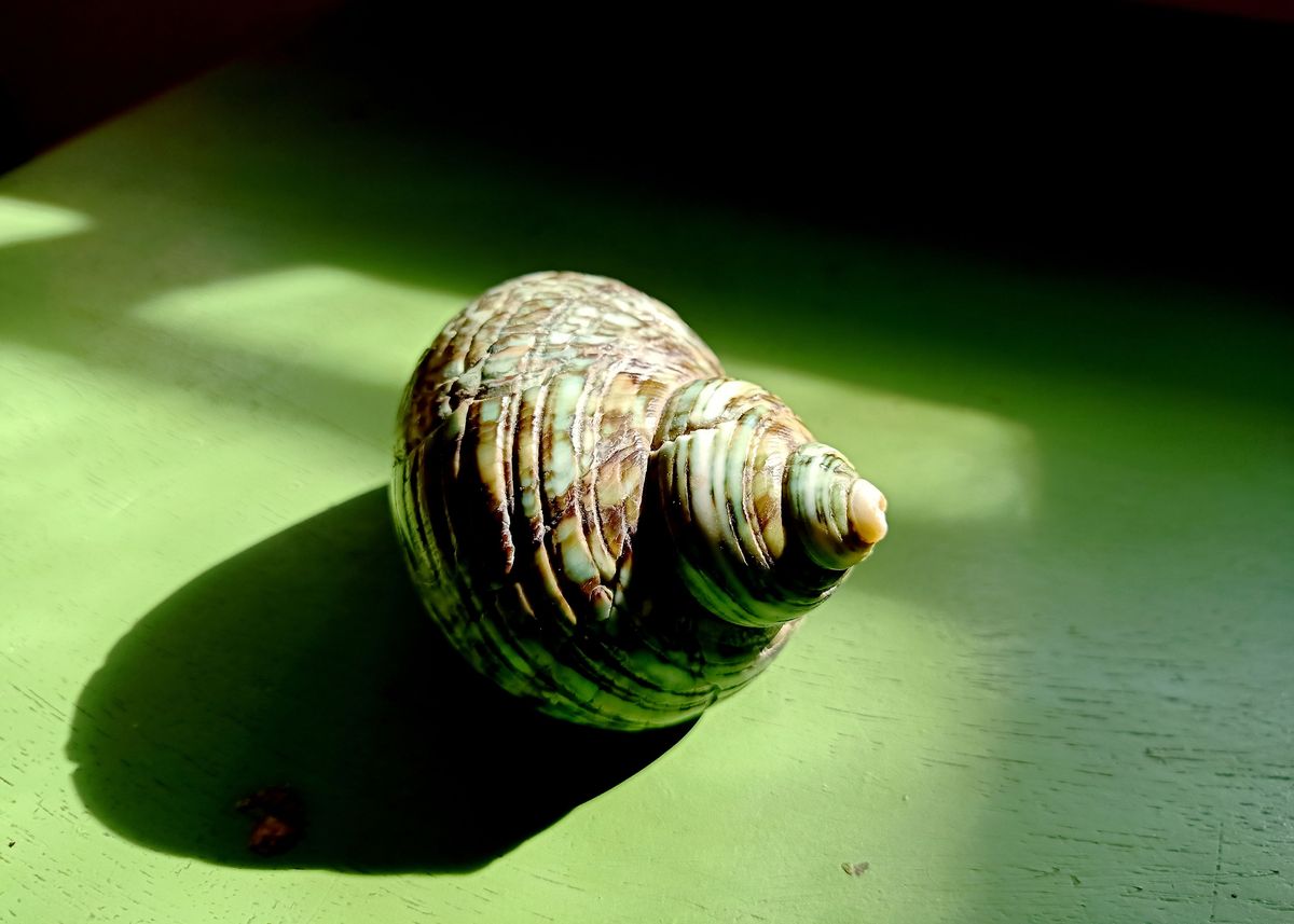 'Seashell Series No 3' Poster by Barista Uno | Displate