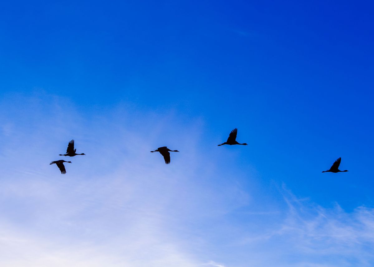 'Blue Crane flying' Poster by Charel Bezuidenhout | Displate