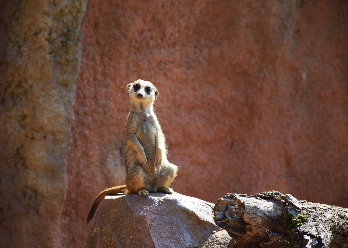 'Being Curious' Poster, picture, metal print, paint by Sotirios ...