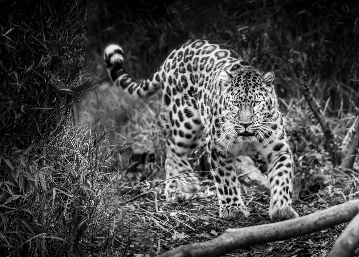 'Amur Panther' Poster, picture, metal print, paint by Olek | Displate