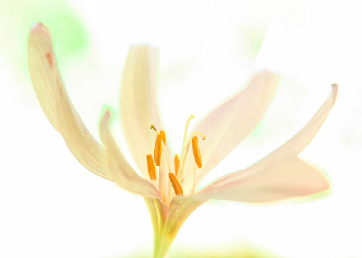 'Colchicum' Poster, picture, metal print, paint by Daniele Mezzadri ...